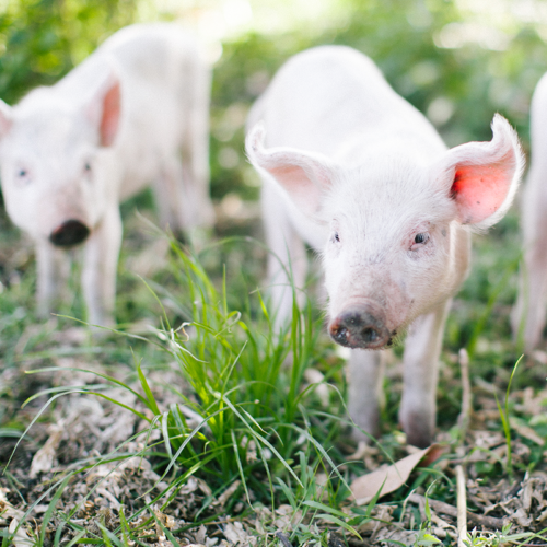 Piglet - World Renew